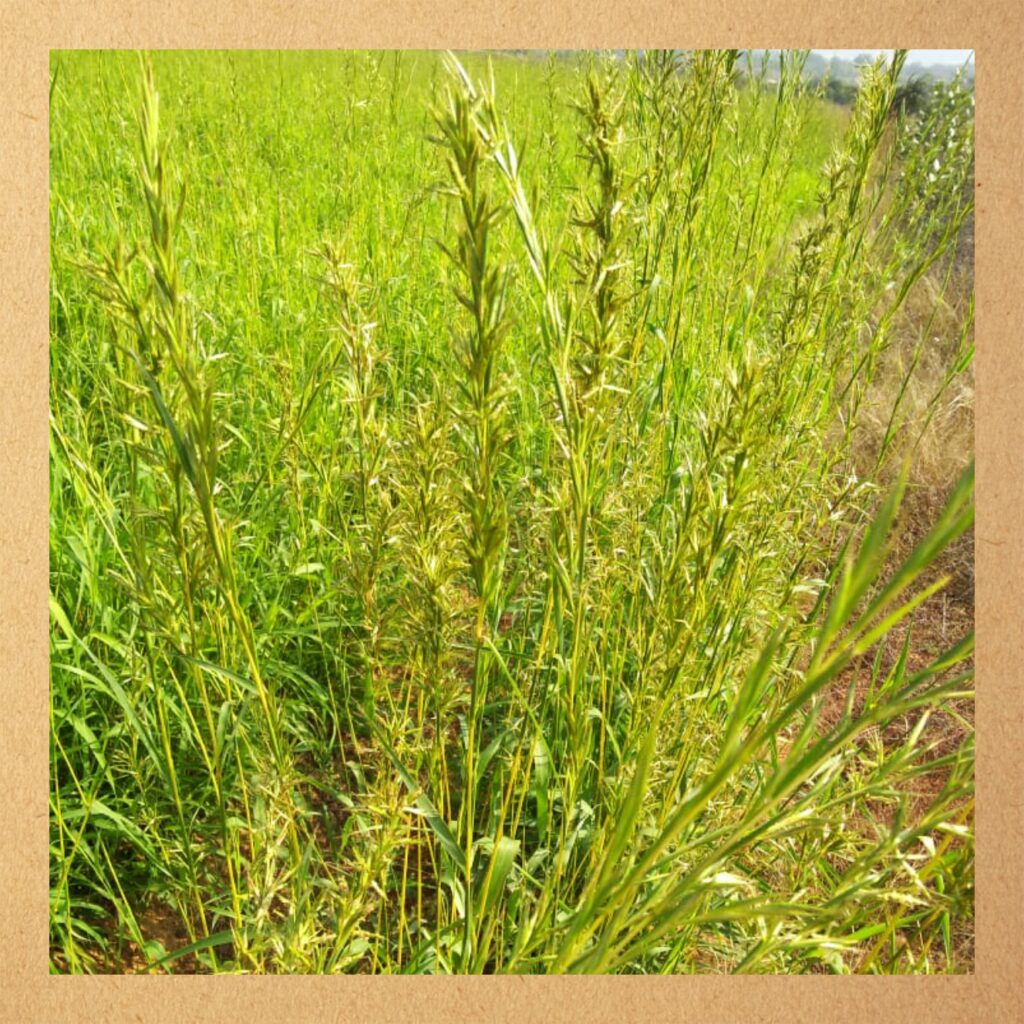 Palmarosa Essential Oil – Prevaidik AgroTech